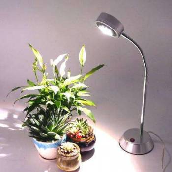 Growing Plants With A Desk Lamp - An Easy Guide For Plant Lovers ...