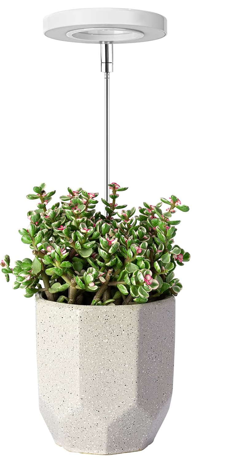 Growing Plants With A Desk Lamp - An Easy Guide For Plant Lovers ...