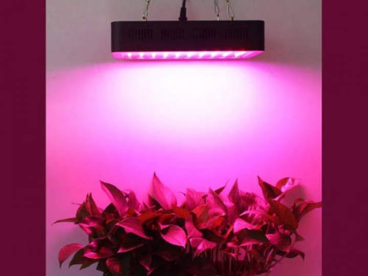 Growing Plants With A Desk Lamp - An Easy Guide For Plant Lovers ...